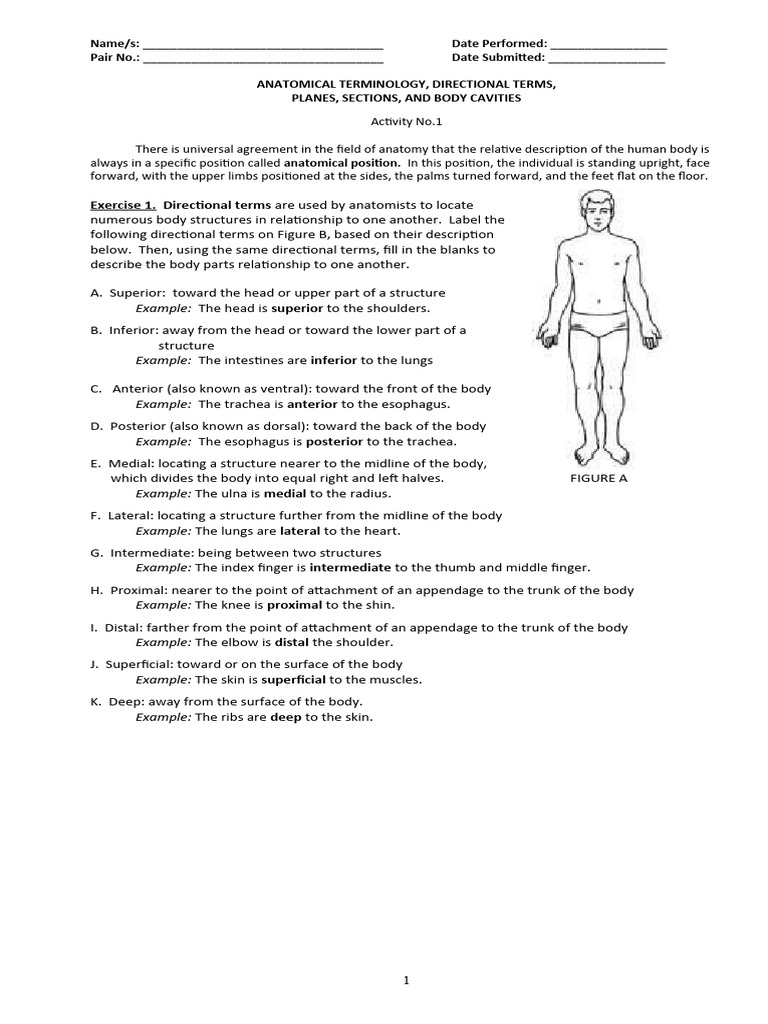 Anatomical Terminology Worksheet | PDF | Anatomical Terms Of Location ...