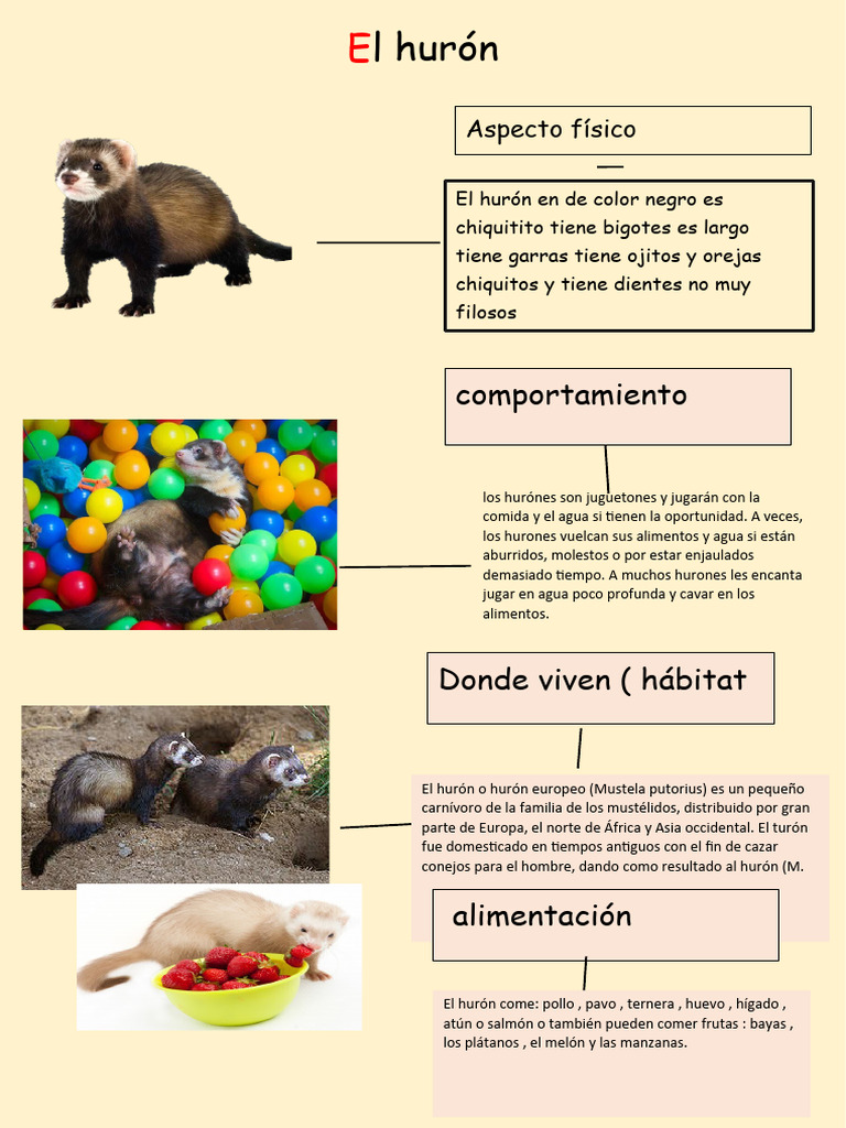 Hábitat y alimentación del hurón | PDF | Cocina, comidas y vino | Hogar ...