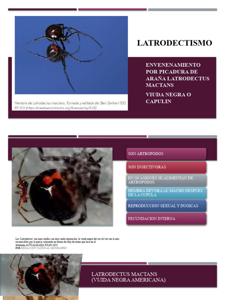 Lactrodectus y LOXOSCELES | PDF | Araña | Especialidades Medicas