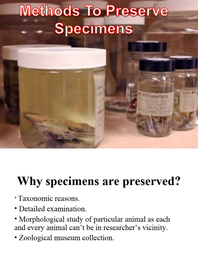 Preservation of Wet Specimens | PDF | Insects | Lepidoptera
