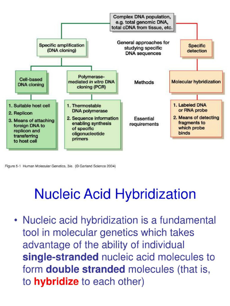 Hybridization Techniques | PDF
