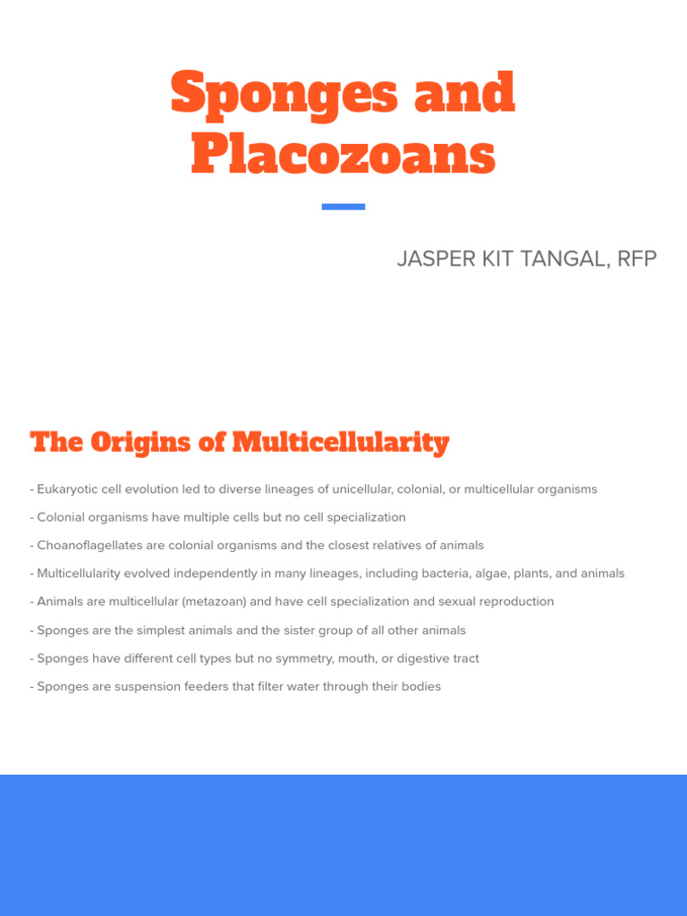 Sponges and Placozoans | Download Free PDF | Sponge | Biology