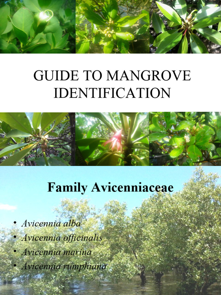 Mangrove Species Identification Guide | PDF | Leaf | Flowers