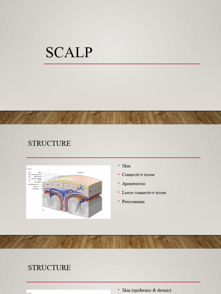 Scalp Anatomy | PDF