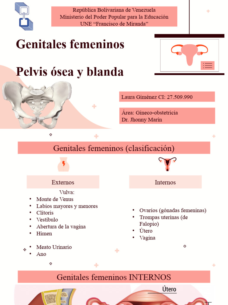 Genitales Femeninos y Pelvis | PDF | Pelvis | Ovario