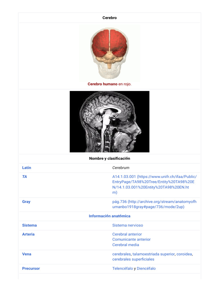 Cerebro Humano - Wikipedia, La Enciclopedia Libre | PDF | Corteza cerebral | Cerebro