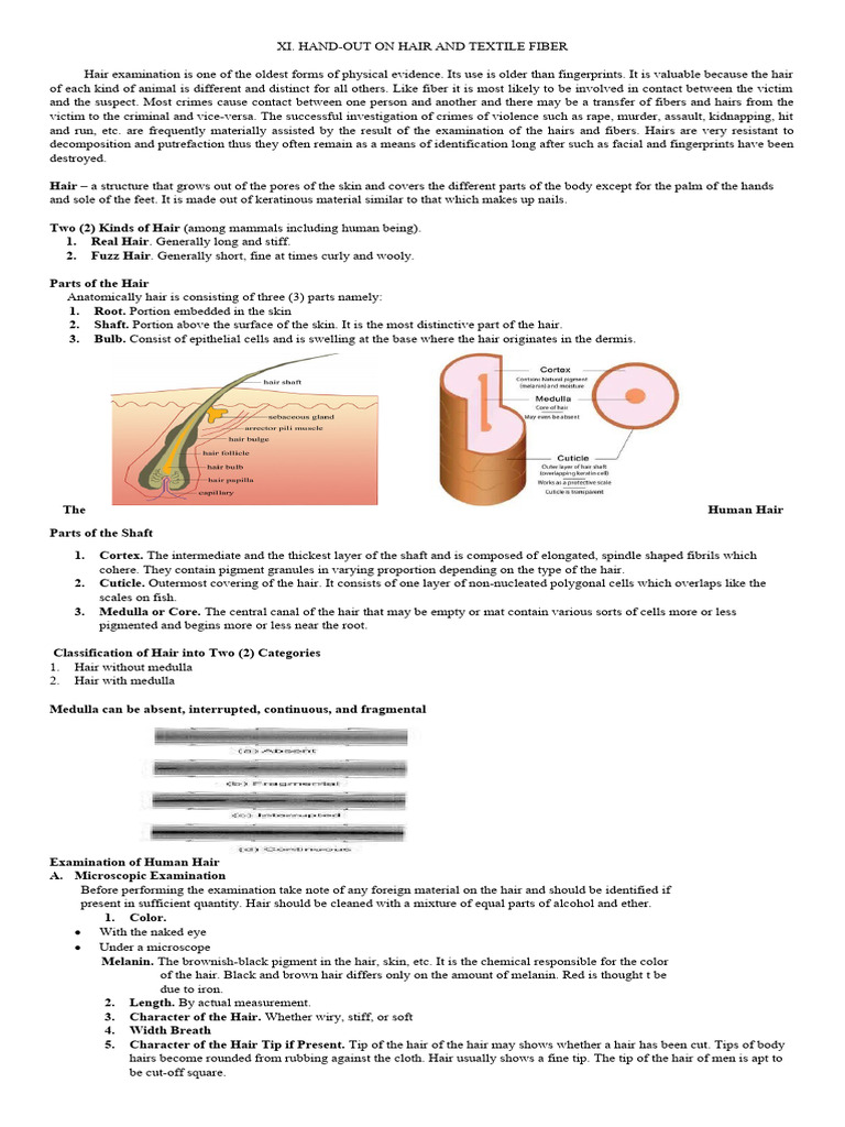 Hair and Textile Fiber | Download Free PDF | Textiles | Hair