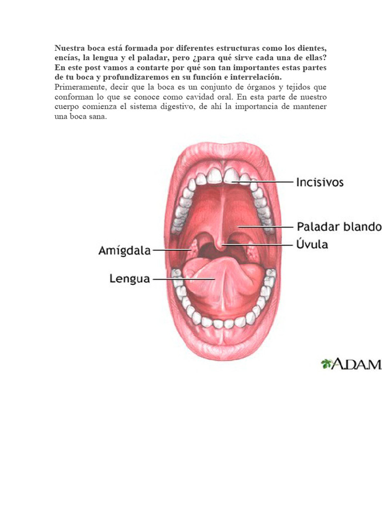 Estructura y Función de la Boca | PDF | Boca | Anatomía