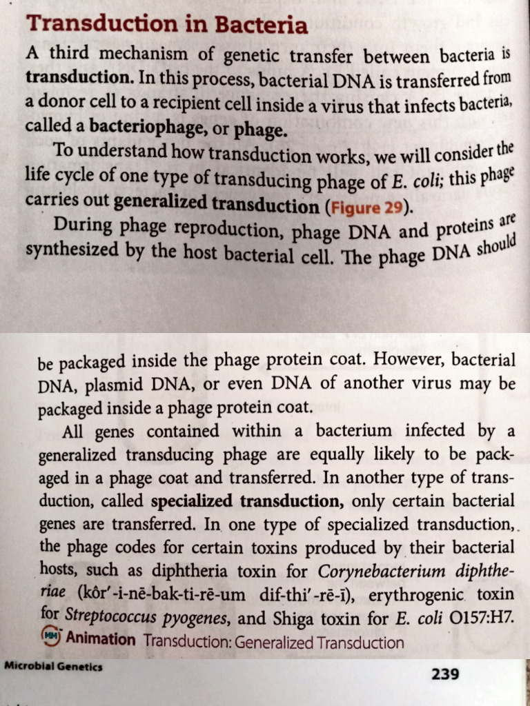 Bacterial Transduction Mechanism Explained | PDF | Bacteriophage | Virus