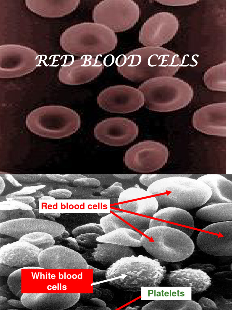 Lec-12 Red Blood Cell-1 | PDF | Red Blood Cell | Blood Cell