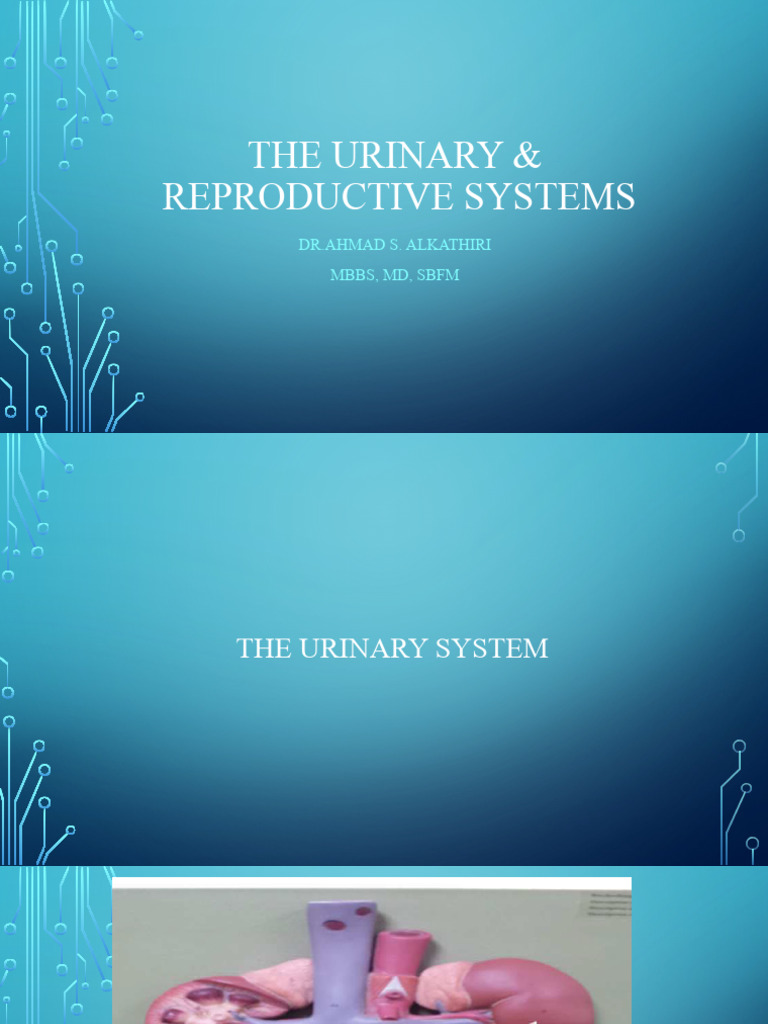 Urinary and Reproductive System | PDF
