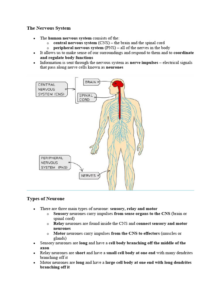 4a1 Bio Notes (Coordination and Response 1) | PDF