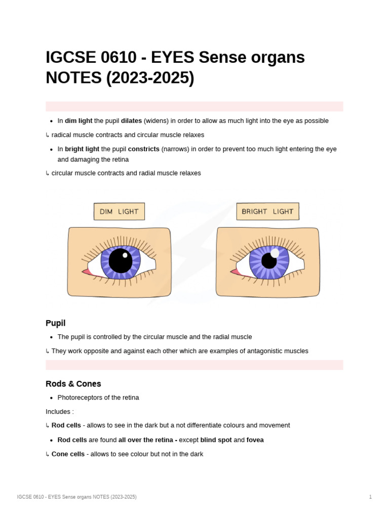 IGCSE Eye: Sense Organs Overview | PDF | Eye | Retina