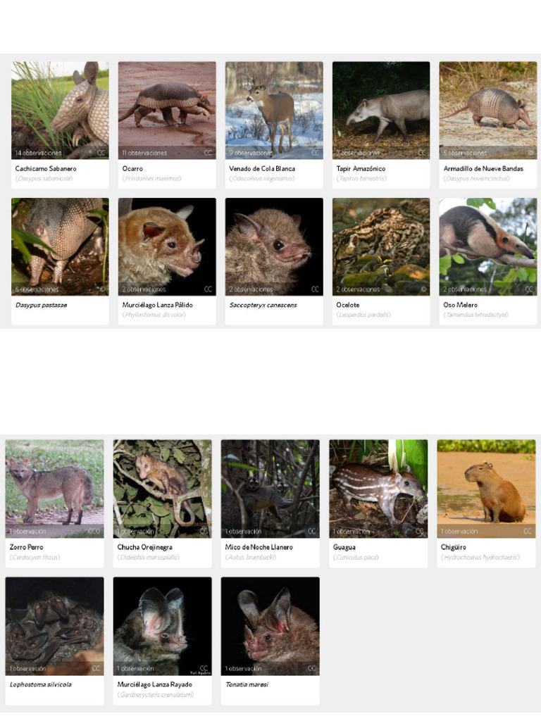 Mamiferos Puerto Gaitan | PDF