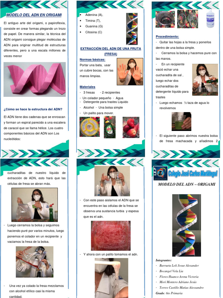 Modelo Del Adn en Origami: Procedimiento | PDF | Adn | Origami