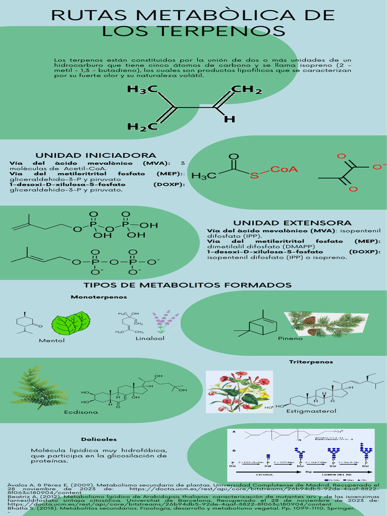 Ruta Metabolica De Los Terpenos Pdf Biología Celular Compuestos