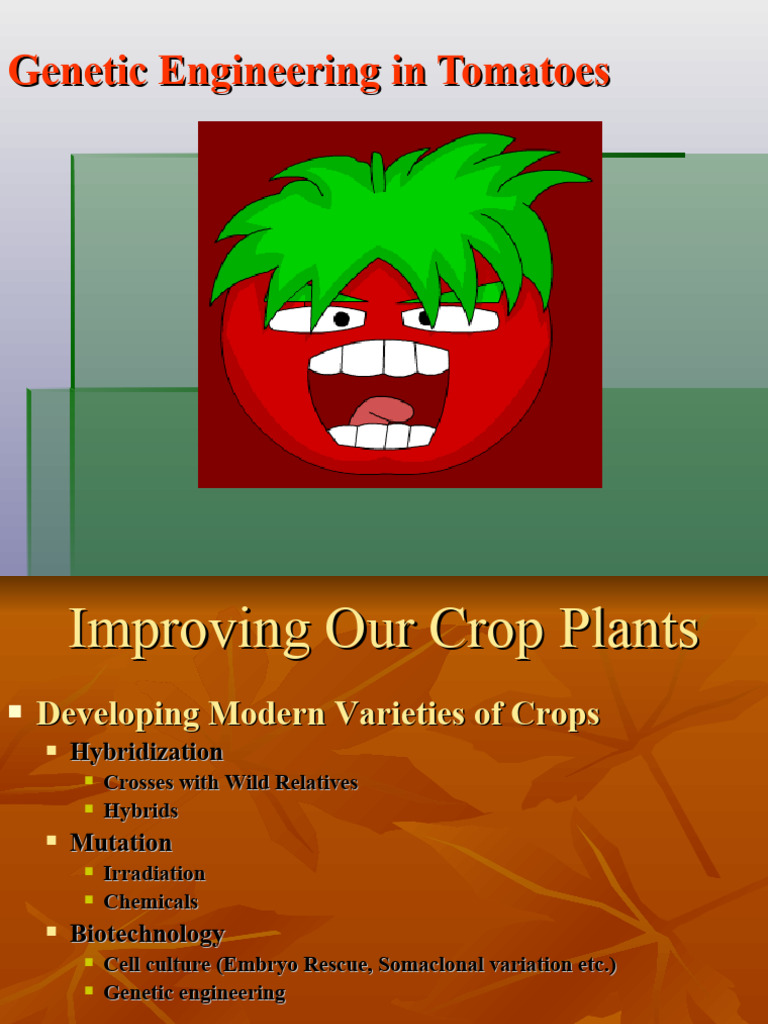 Genetic Engineering in Tomato | PDF | Genetic Engineering | Plant Breeding
