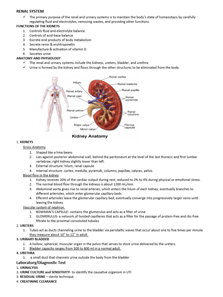 Urinary System Anatomy Overview | PDF | Kidney | Urinary Incontinence
