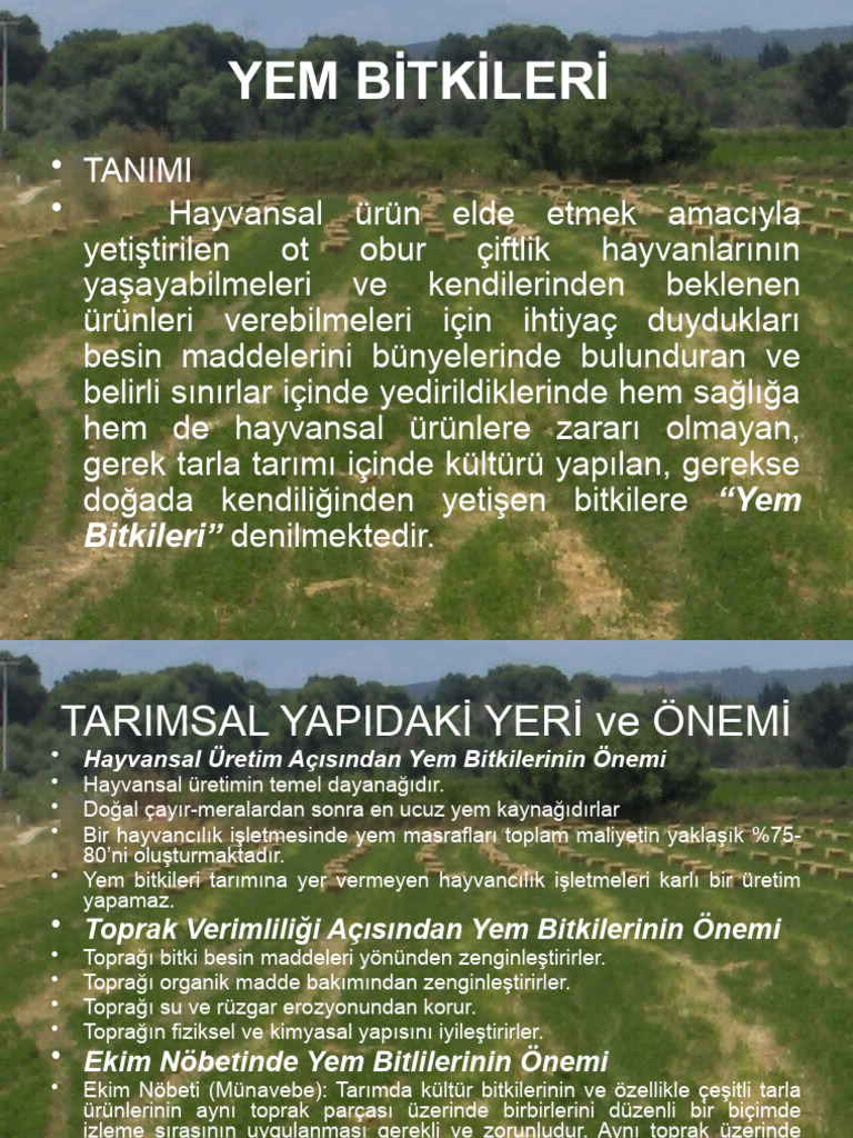 Yem Bitkileri2 | PDF