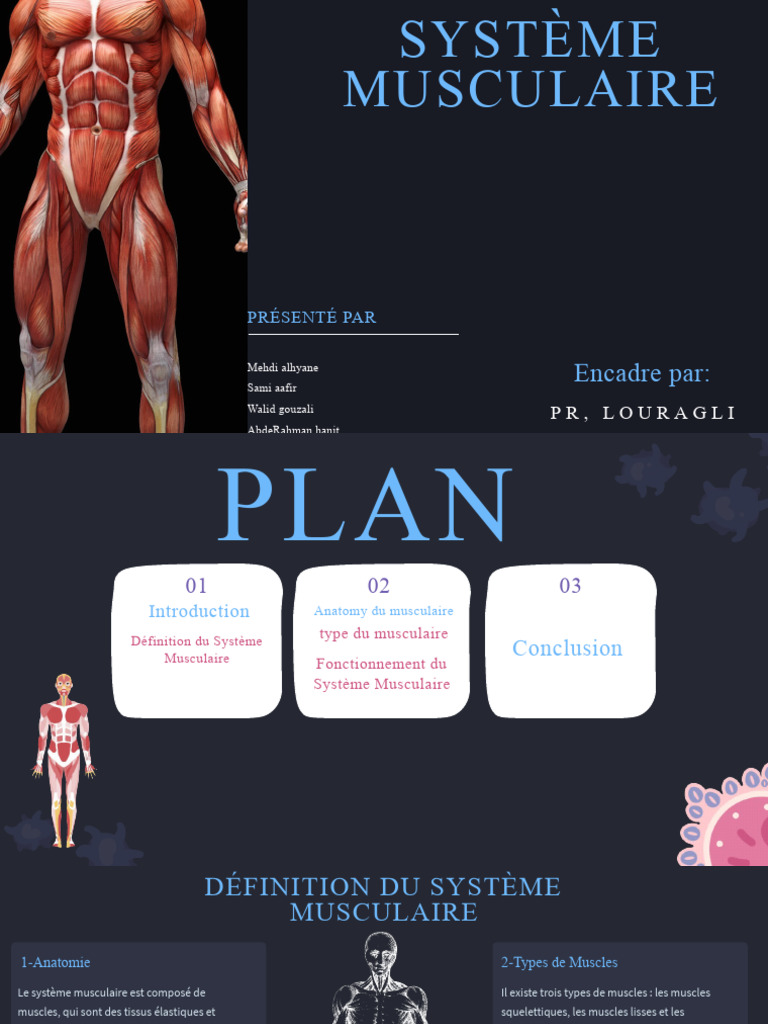 Système Musculaire | PDF | Muscle squelettique | Appareil locomoteur