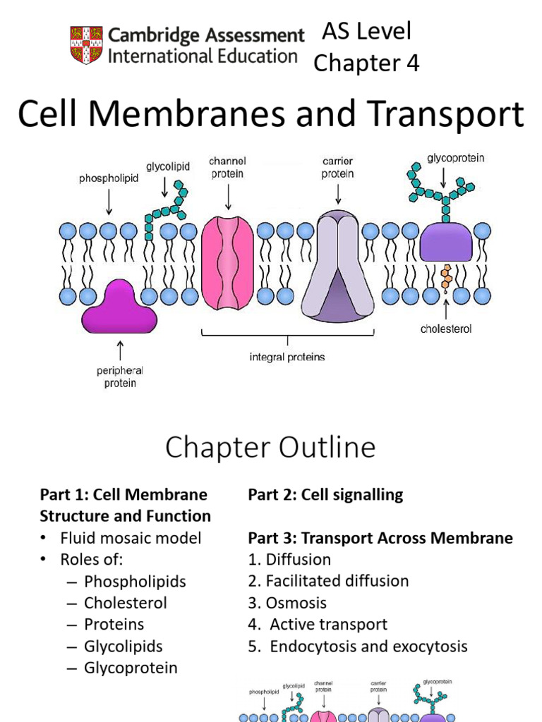 4 Cell Membranes and Transport | PDF | Cell Membrane | Osmosis