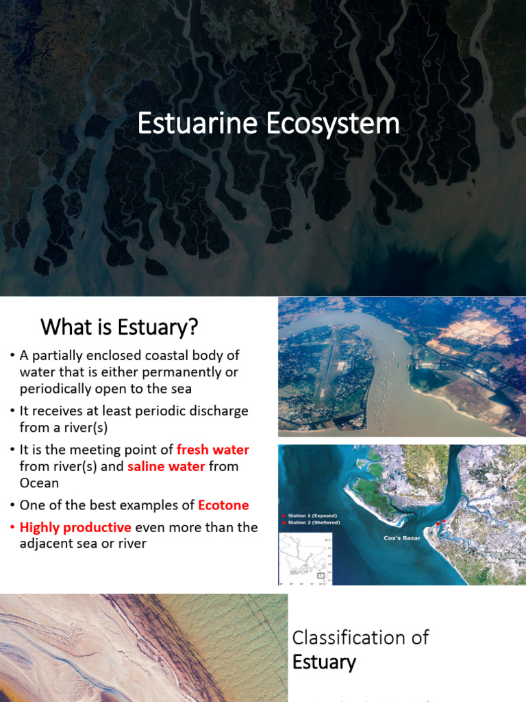 Estuarine Ecosystem | PDF | Estuary | Hydrology