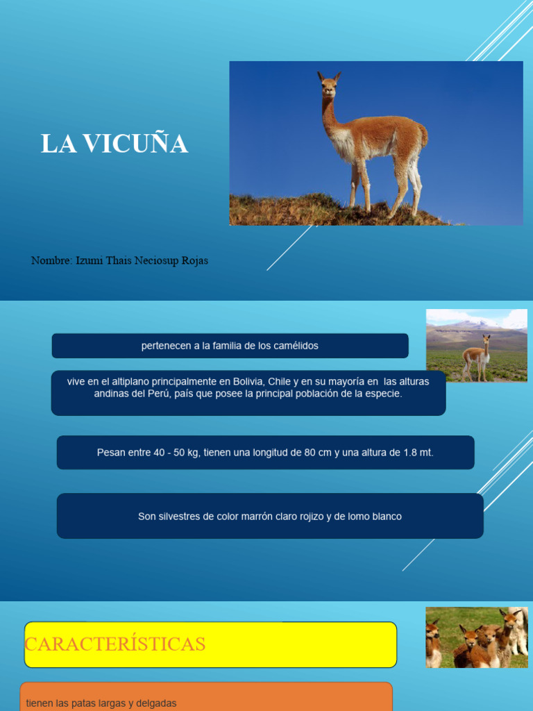 La Vicuña | PDF