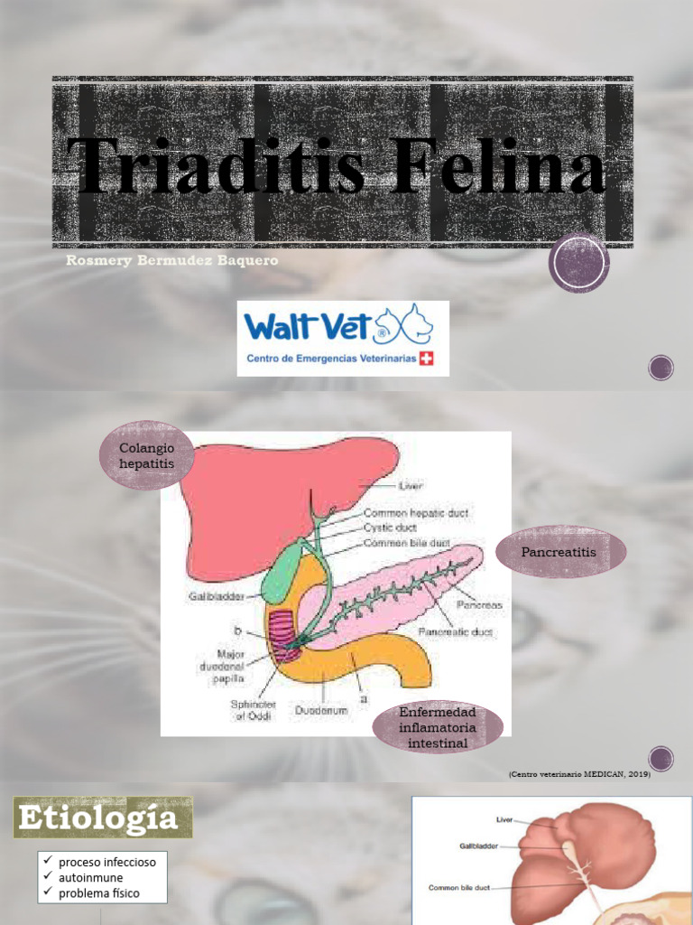 Triaditis Felina | PDF | Inflamación | Especialidades Medicas