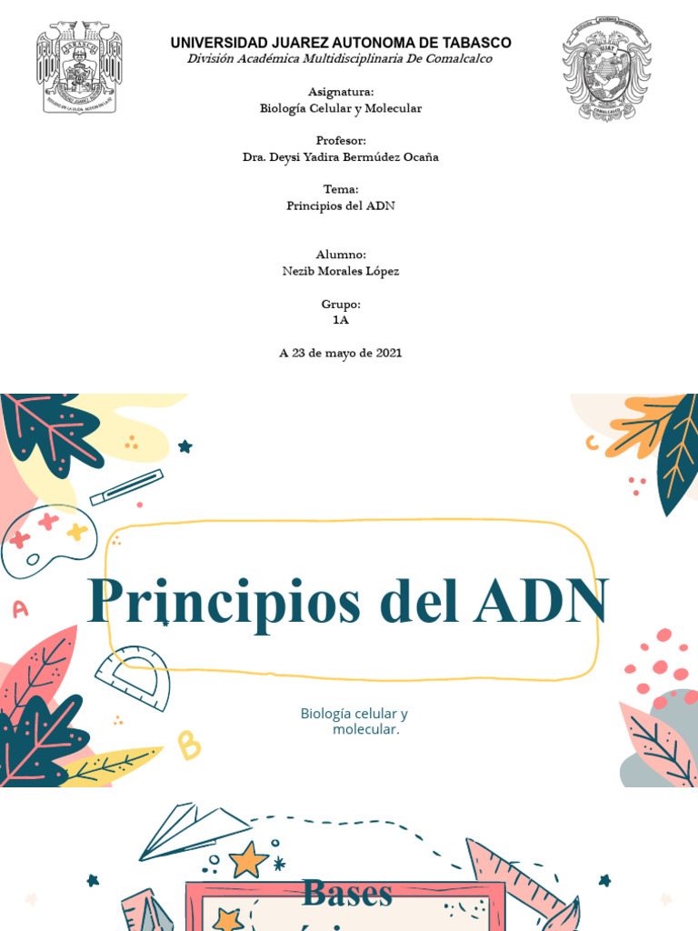 Principios Del ADN | Descargar gratis PDF | Rna | Adn