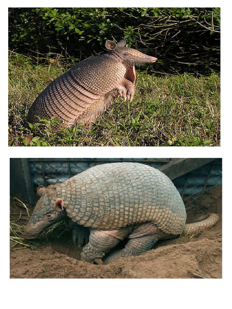 Armadillo Gigante | PDF