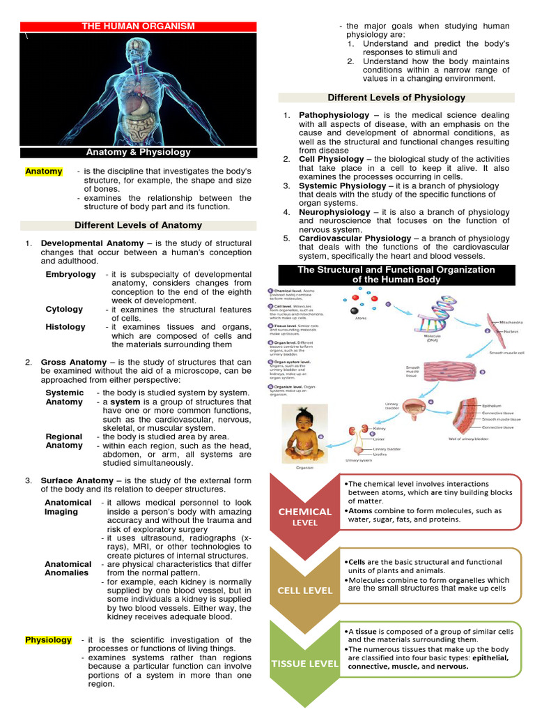 ANAPHY 1 - The Human Organism 2 | PDF | Anatomical Terms Of Location ...