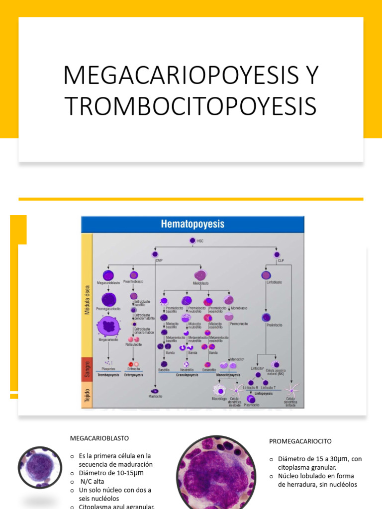 Megacariopoyesis y Función de Plaquetas | PDF