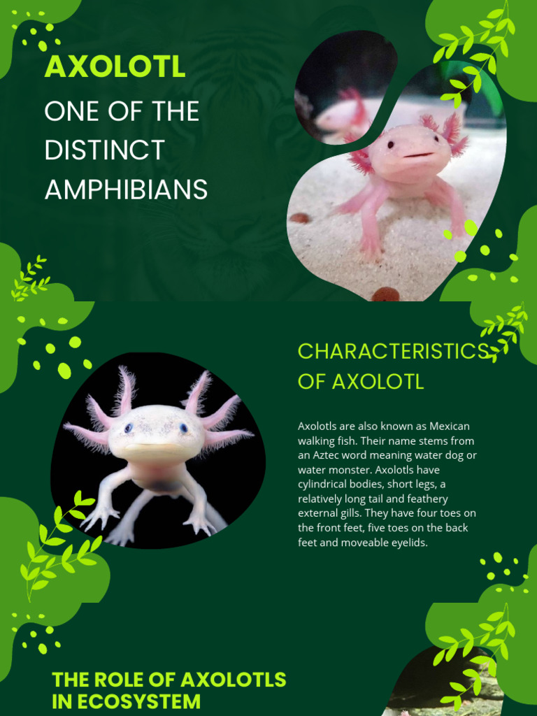 Axolotl: The Unique Water Monster | PDF | Social Science