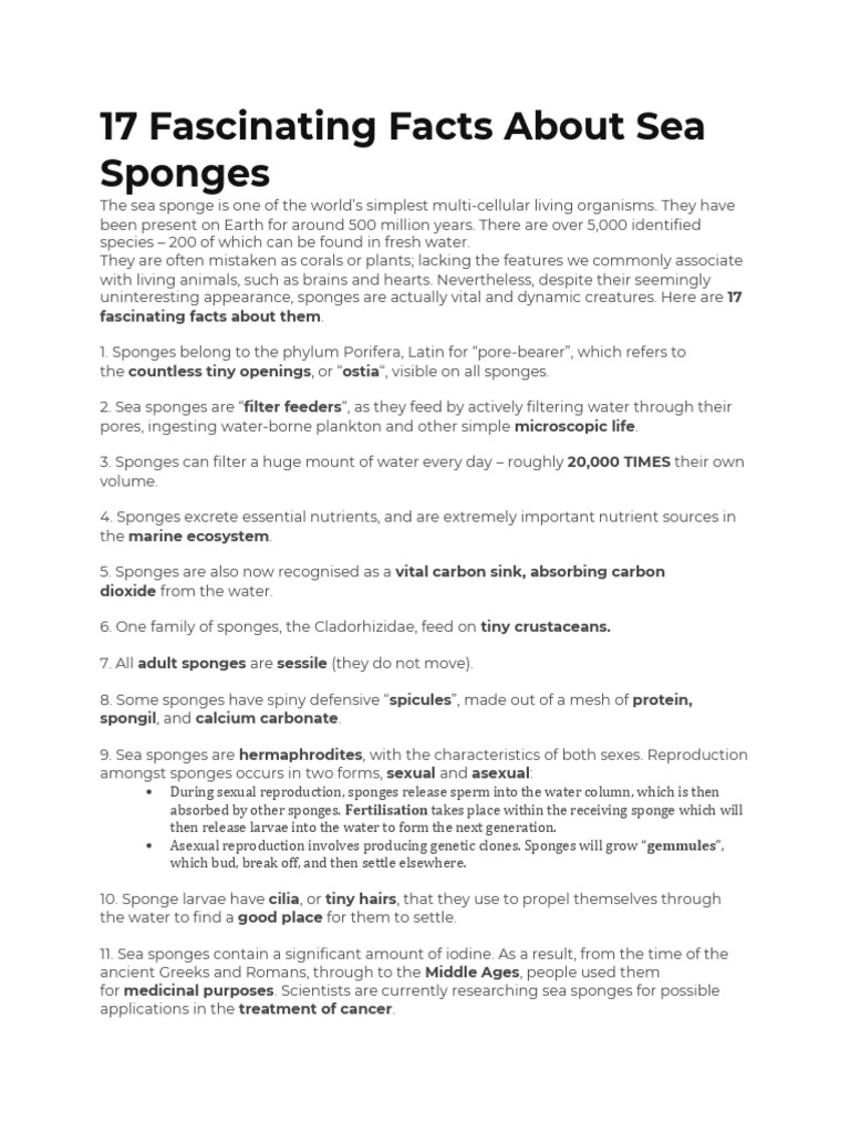 17 Fascinating Facts About Sea Sponges | PDF | Sponge | Sea