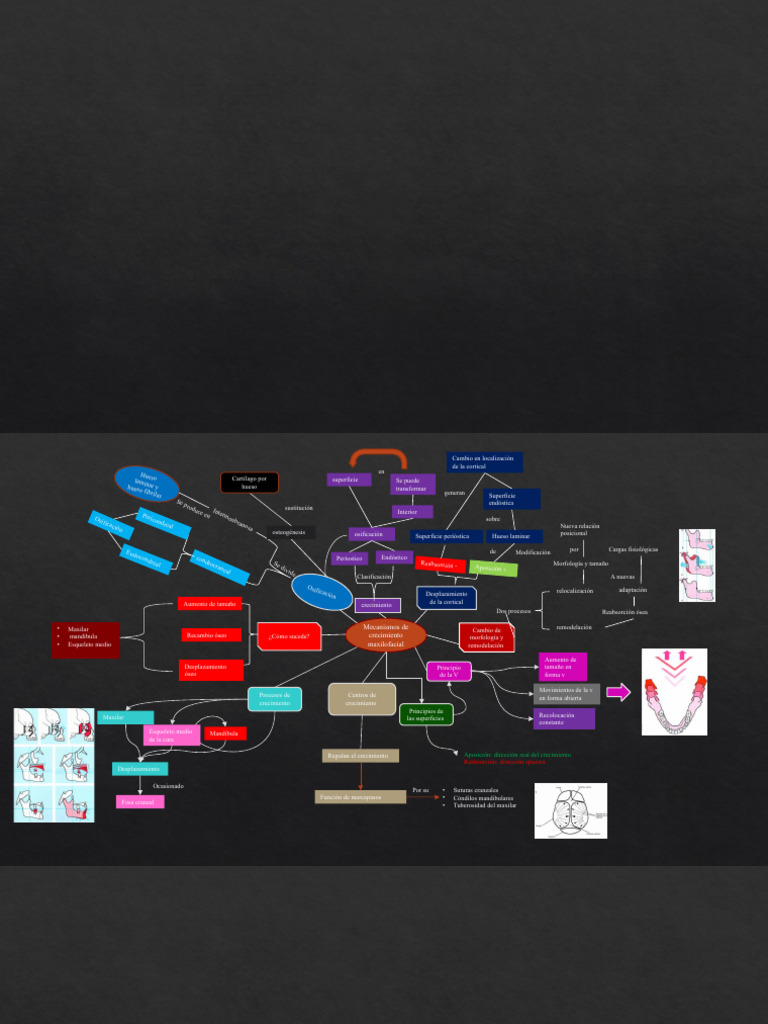 Mapa Mental Crecimiento Maxilar Descargar Gratis Pdf Hueso Cráneo