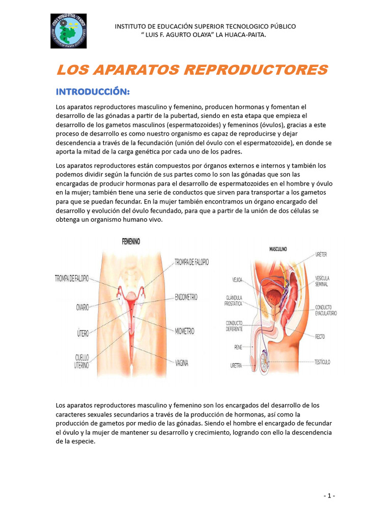 Aparato Reproductor Femenino y Masculino | PDF | Labios | Sistema reproductivo
