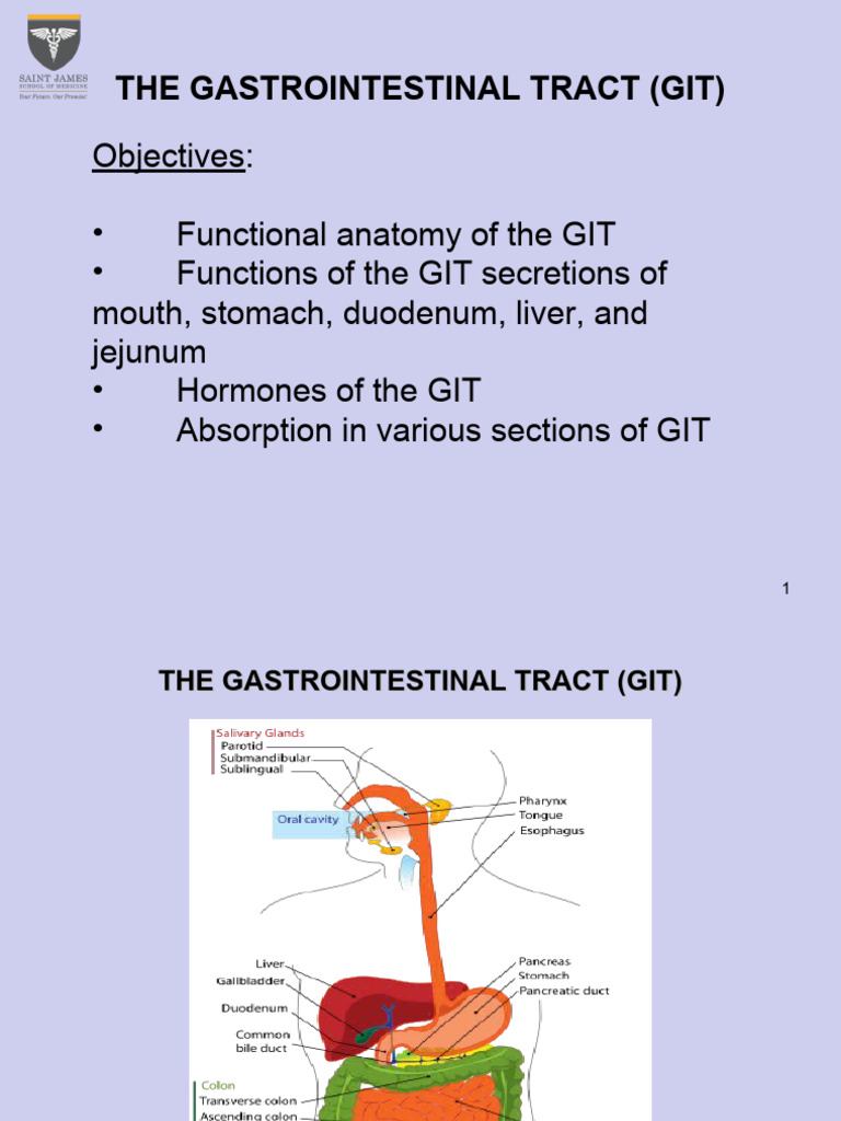 Lecture 48,49 GIT-Liver Parts 1 and 2 | PDF | Gastrointestinal Tract ...