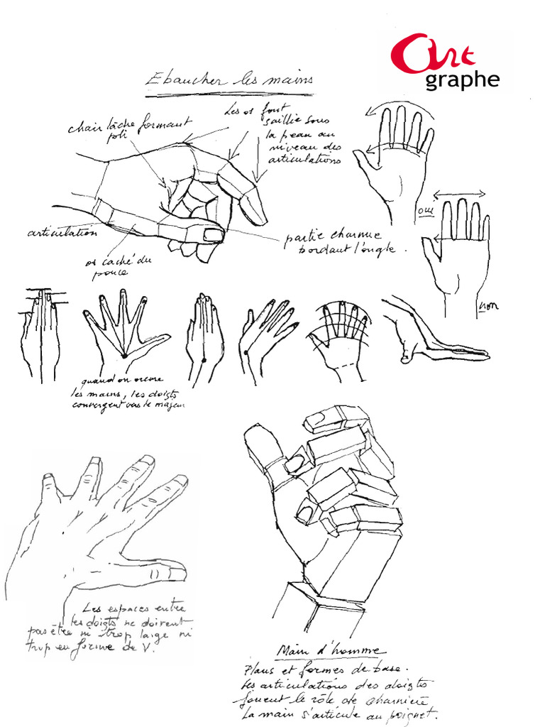 Dessin Main Proportions | PDF