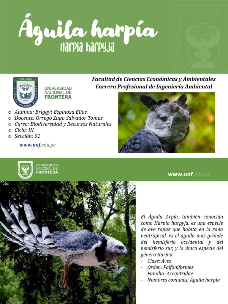 Águila Harpía | PDF | Conservación del medio ambiente | Organismos