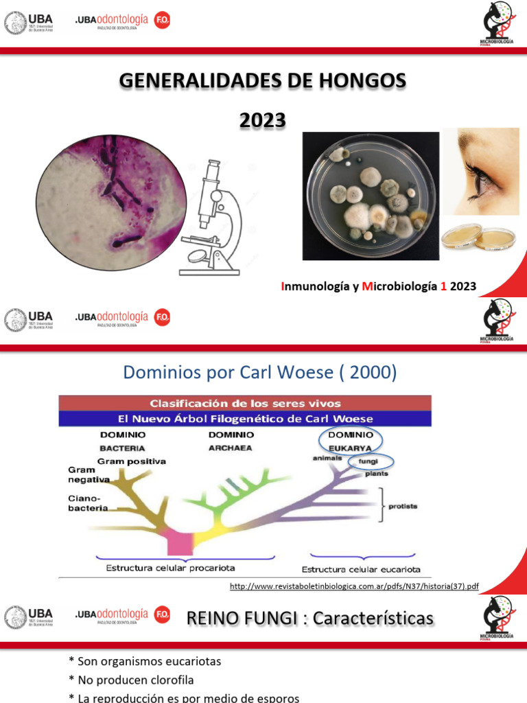 Generalidades de Hongos 2023 | PDF | Hongo | Espora