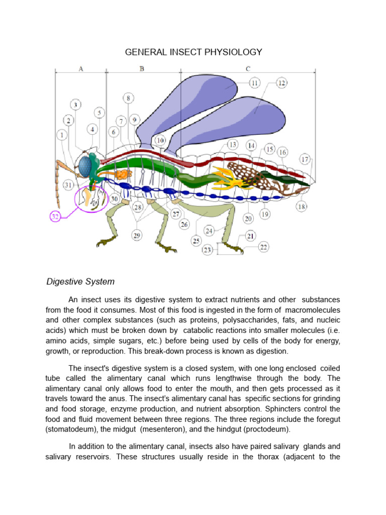 General Insect Physiology 3344 | PDF | Nervous System | Insects