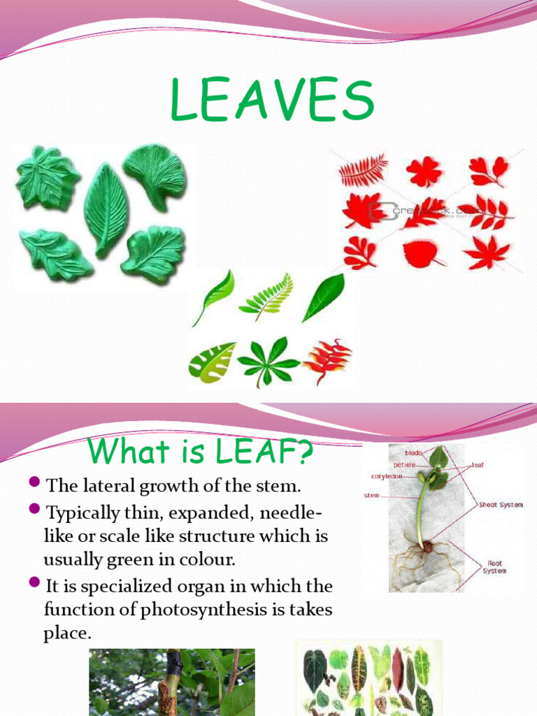 Botany Leaves | PDF | Leaf | Stoma