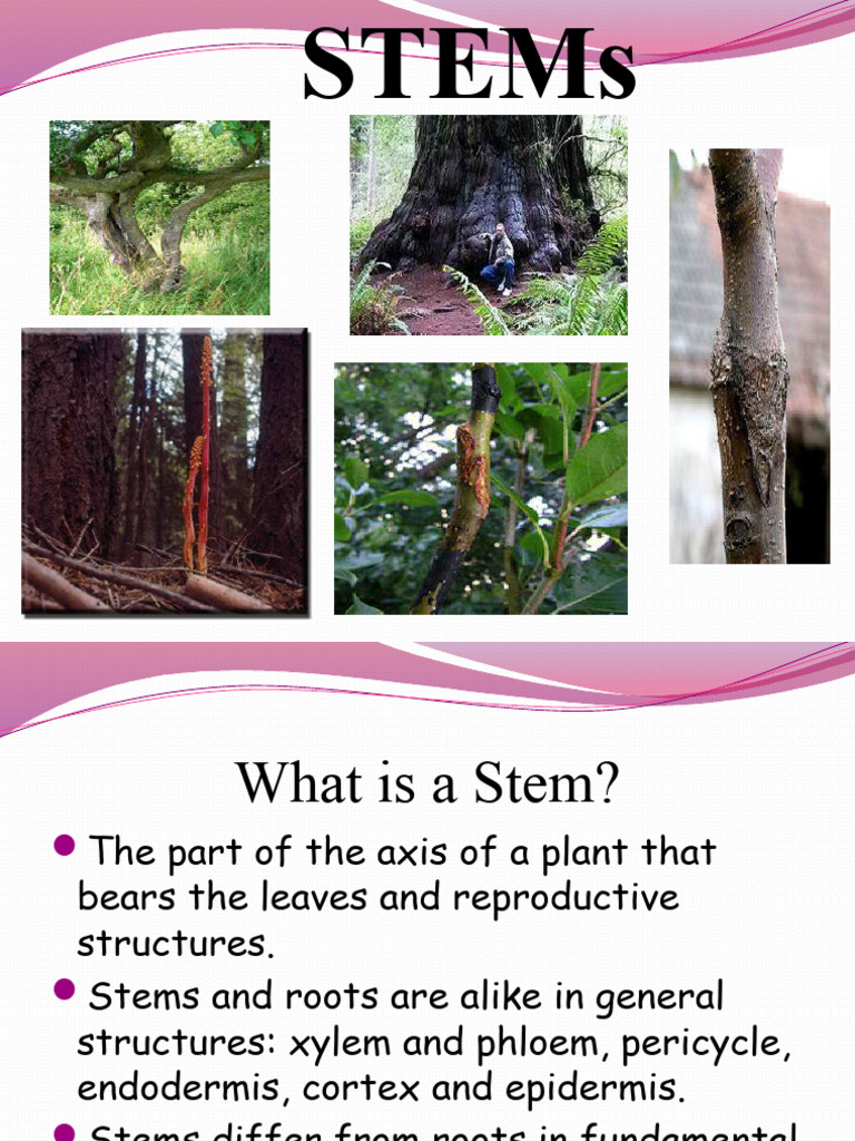 Botany Stem | PDF | Plant Stem | Leaf