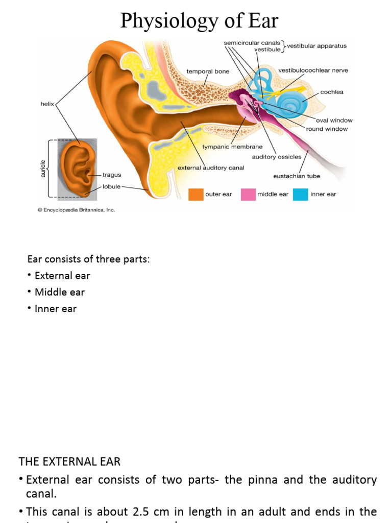 Physiology of Ear | PDF | Ear | Hearing Loss