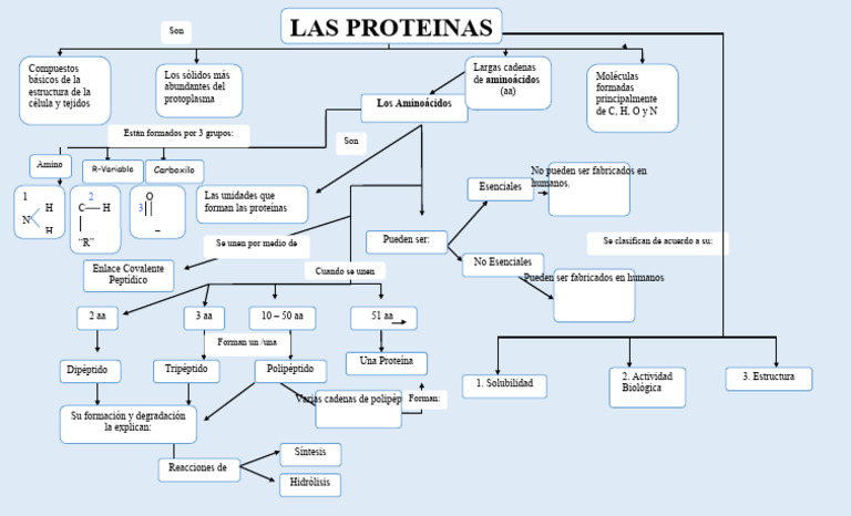Mapa Conceptual de Las Proteinas | Descargar gratis PDF | Péptido | Aminoácidos