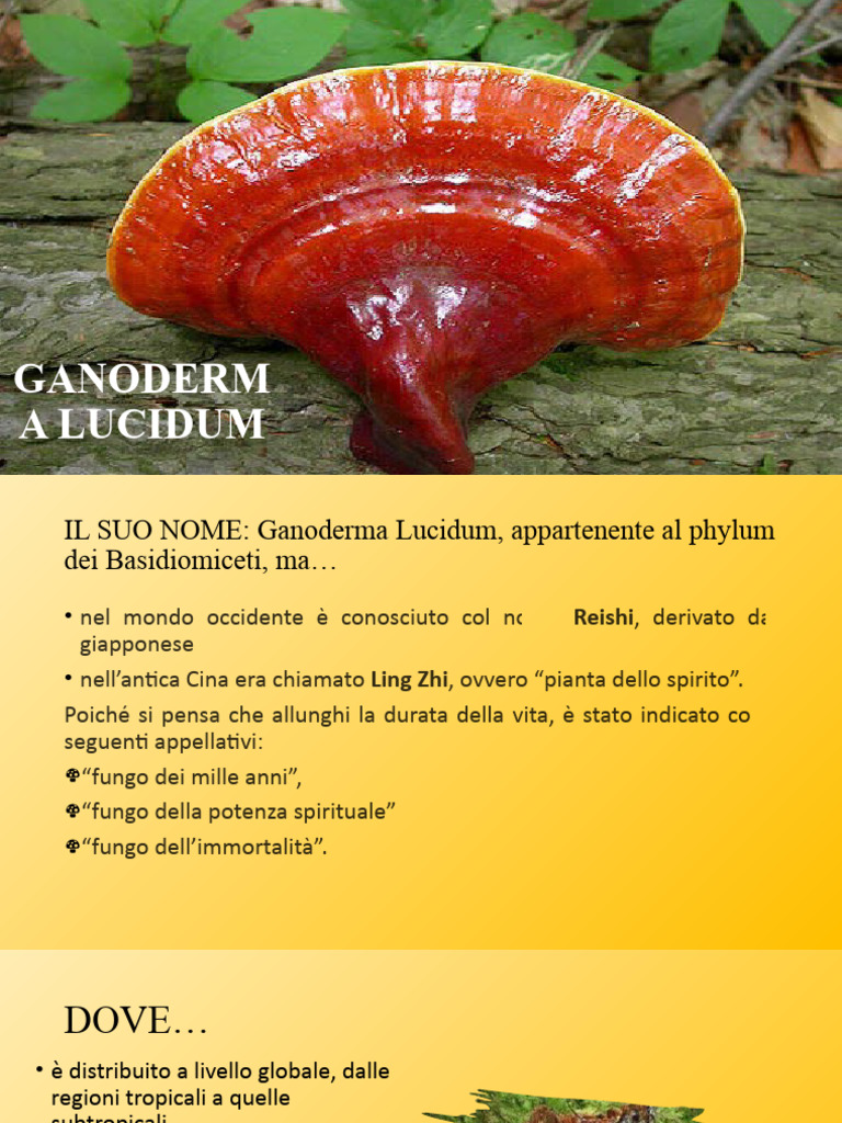 Ganoderma Lucidum | PDF