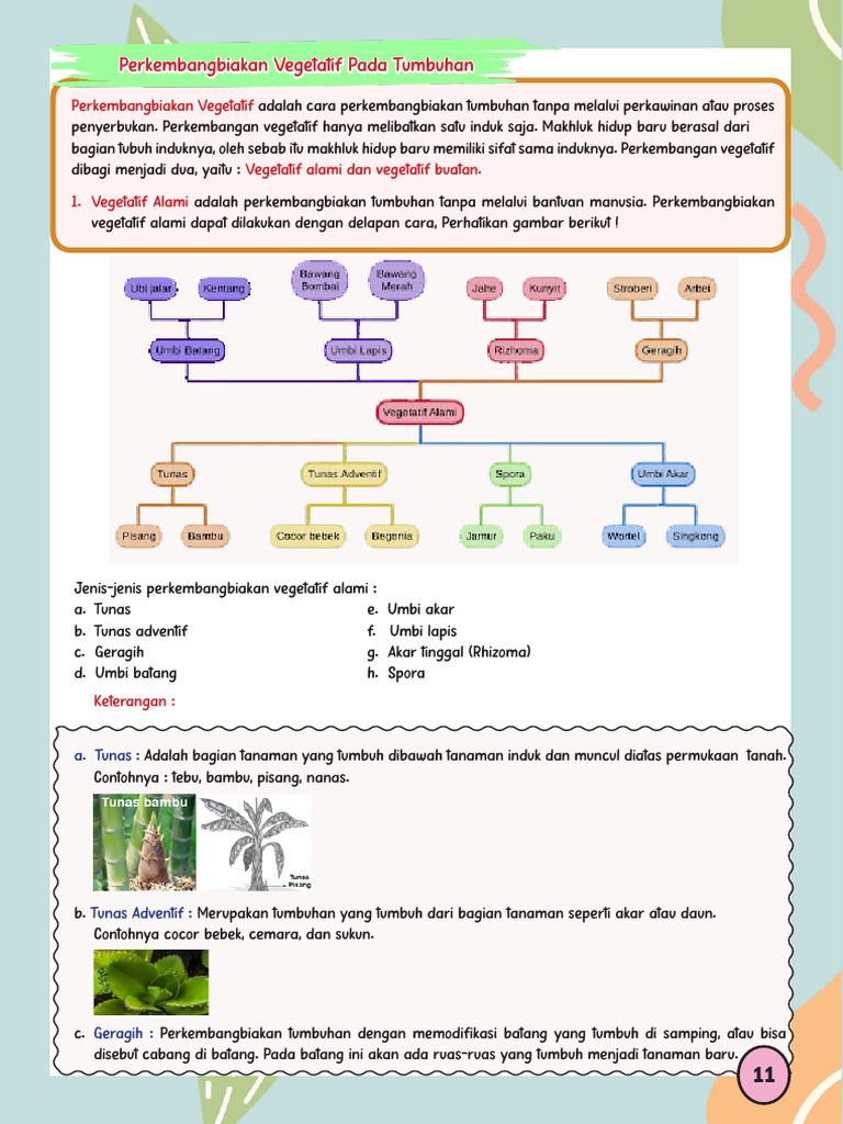 Tema 1 Ipa Vegetatif | PDF