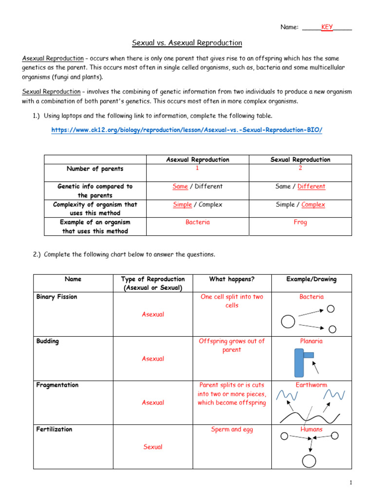 Worksheet - Sexual and Asexual Reproduction - Answers | Download Free ...