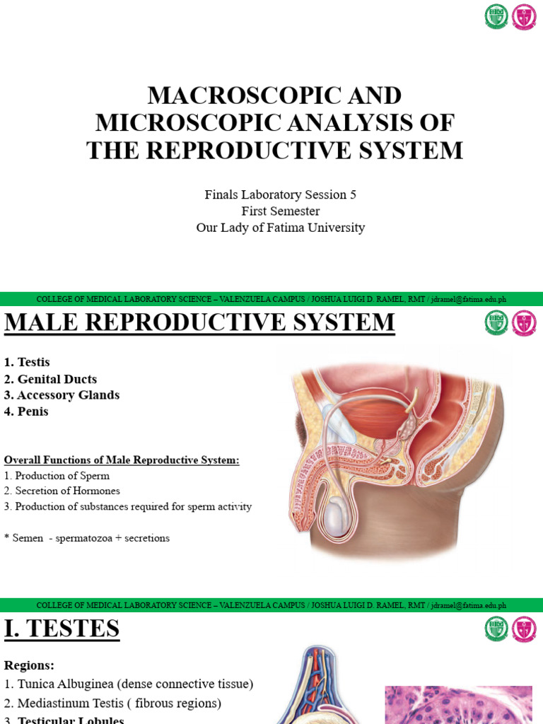 Finals - Macroscopic and Micropscopic Analyisis of The Reproductive System (Finals Lab Session 1 ...