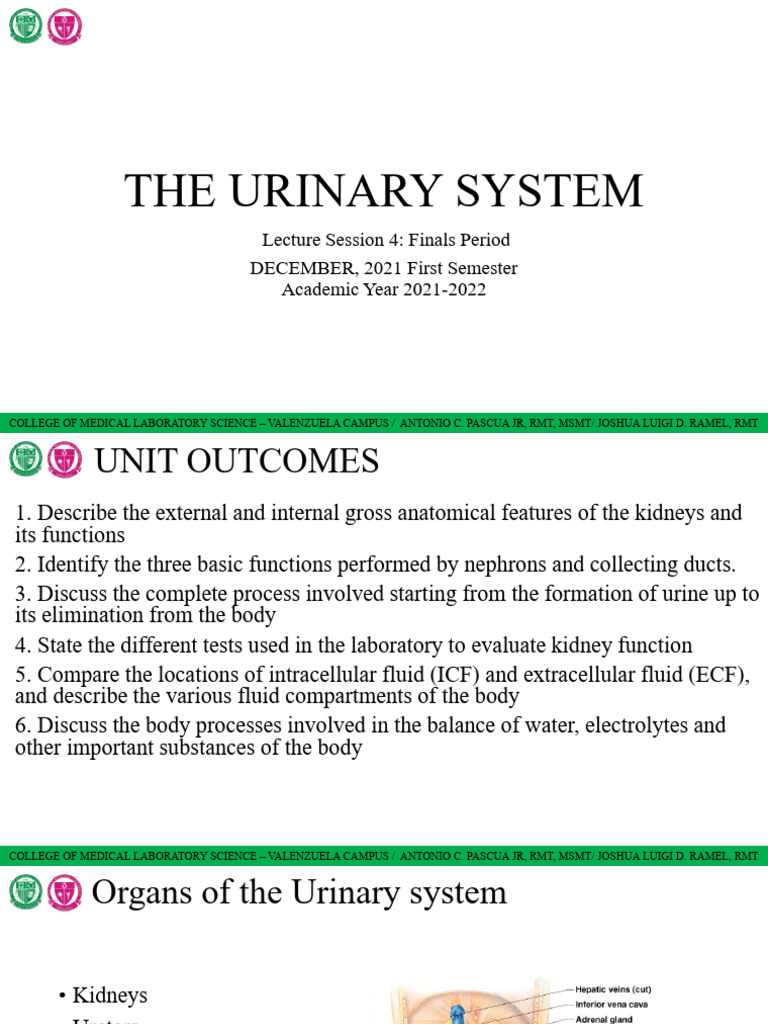 Finals 4. Urinary System - Lecture Session 4 | PDF | Kidney | Animal ...